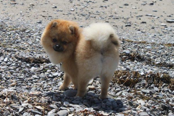 Guide to Your Dog's Butt - Ooltewah, TN - Applebrook Animal Hospital